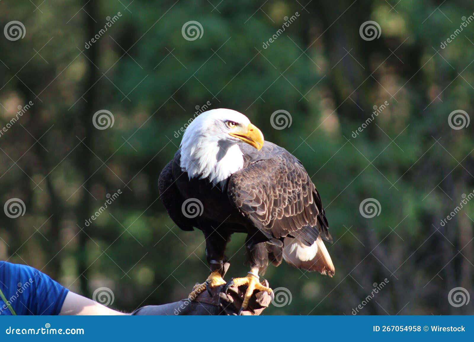 Bald Eagle Perching on Human Hand Stock Photo - Image of head, standing ...