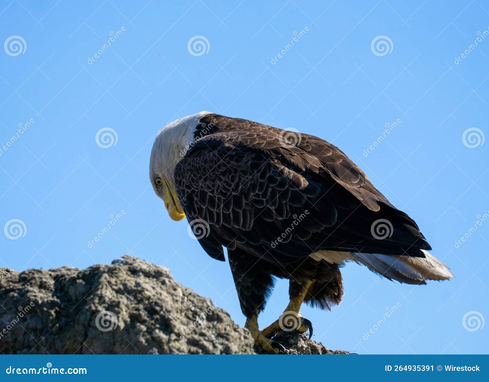 Bald Eagle Perching on Rock Stock Image - Image of animal ...
