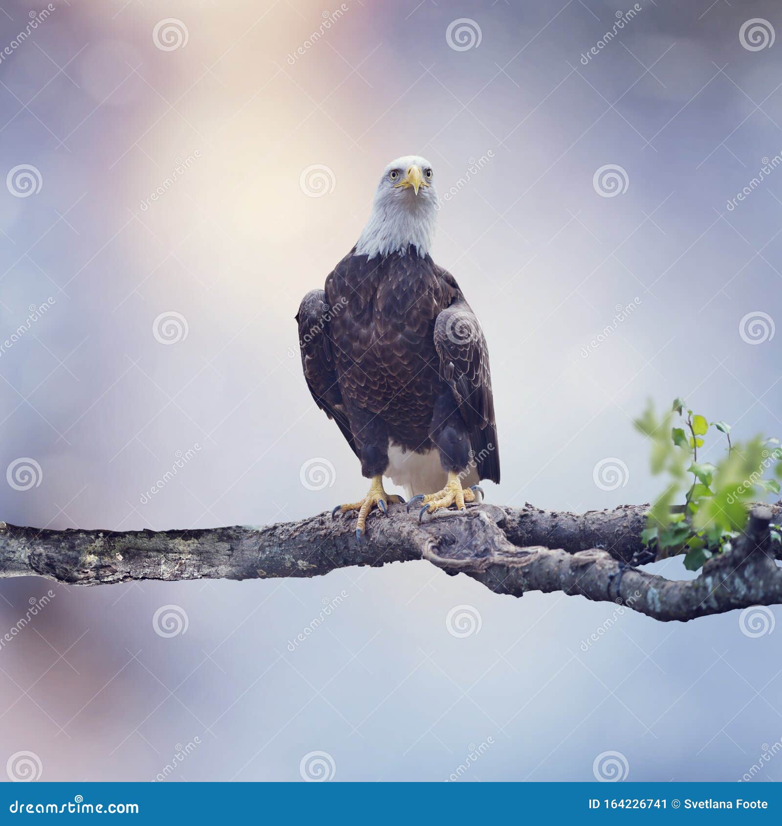 Bald Eagle Perching on a Tree Stock Image - Image of animals, symbol ...