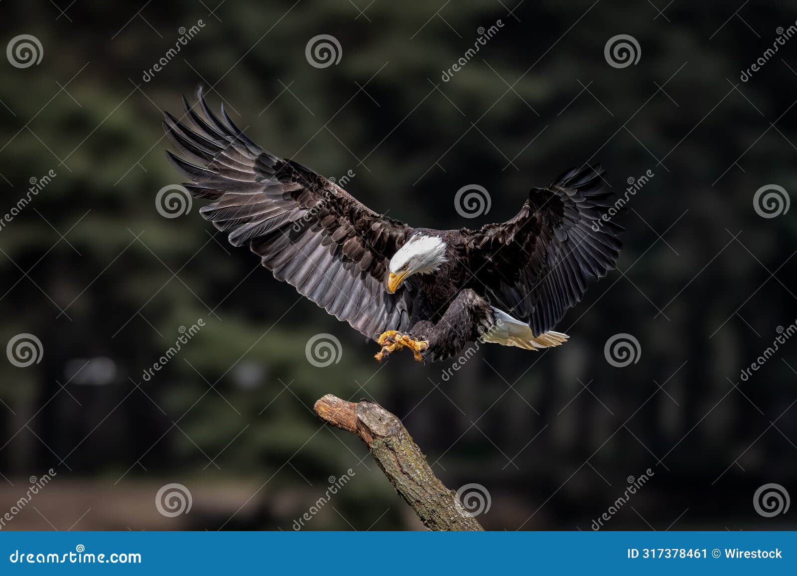 Bald Eagle Perching on a Tree Branch Stock Image - Image of regal ...