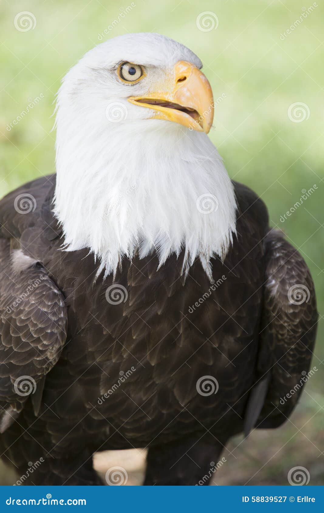 Bald eagle stock image. Image of bird, nature, prey, beak - 58839527