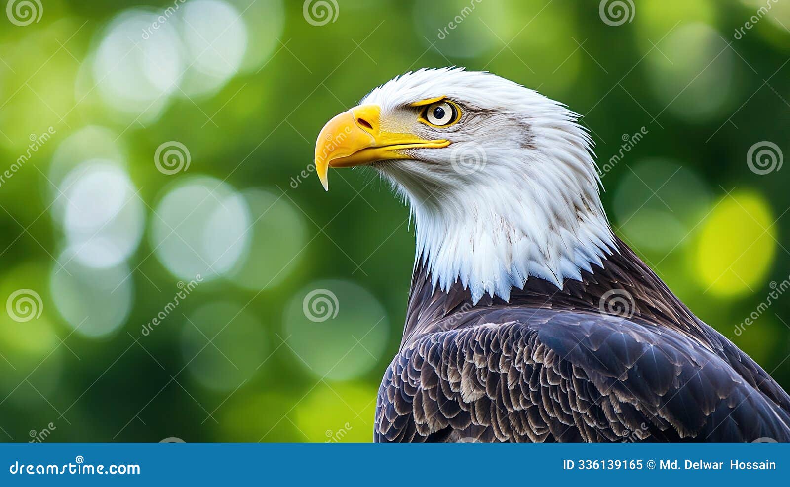 Bald Eagle with Piercing Yellow Eyes and Strong Posture Stock Image ...