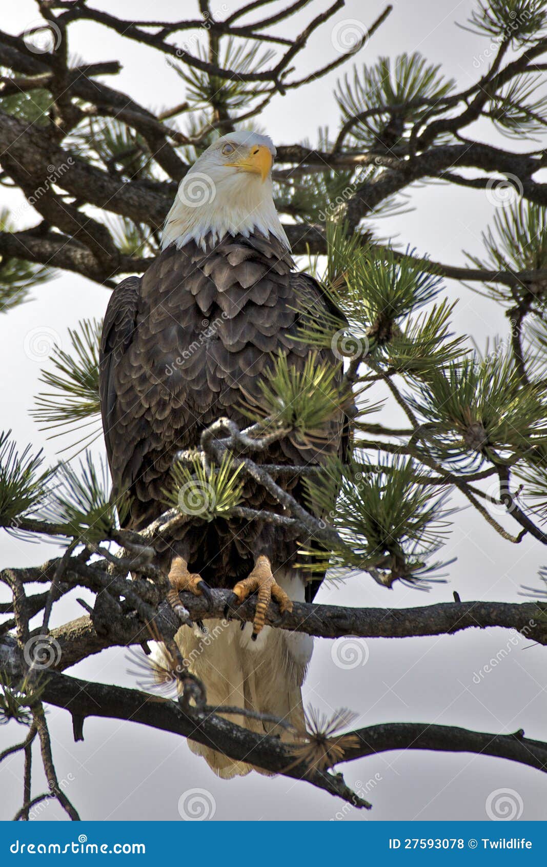 Bald Eagle in Pine Tree stock photo. Image of hunter - 27593078