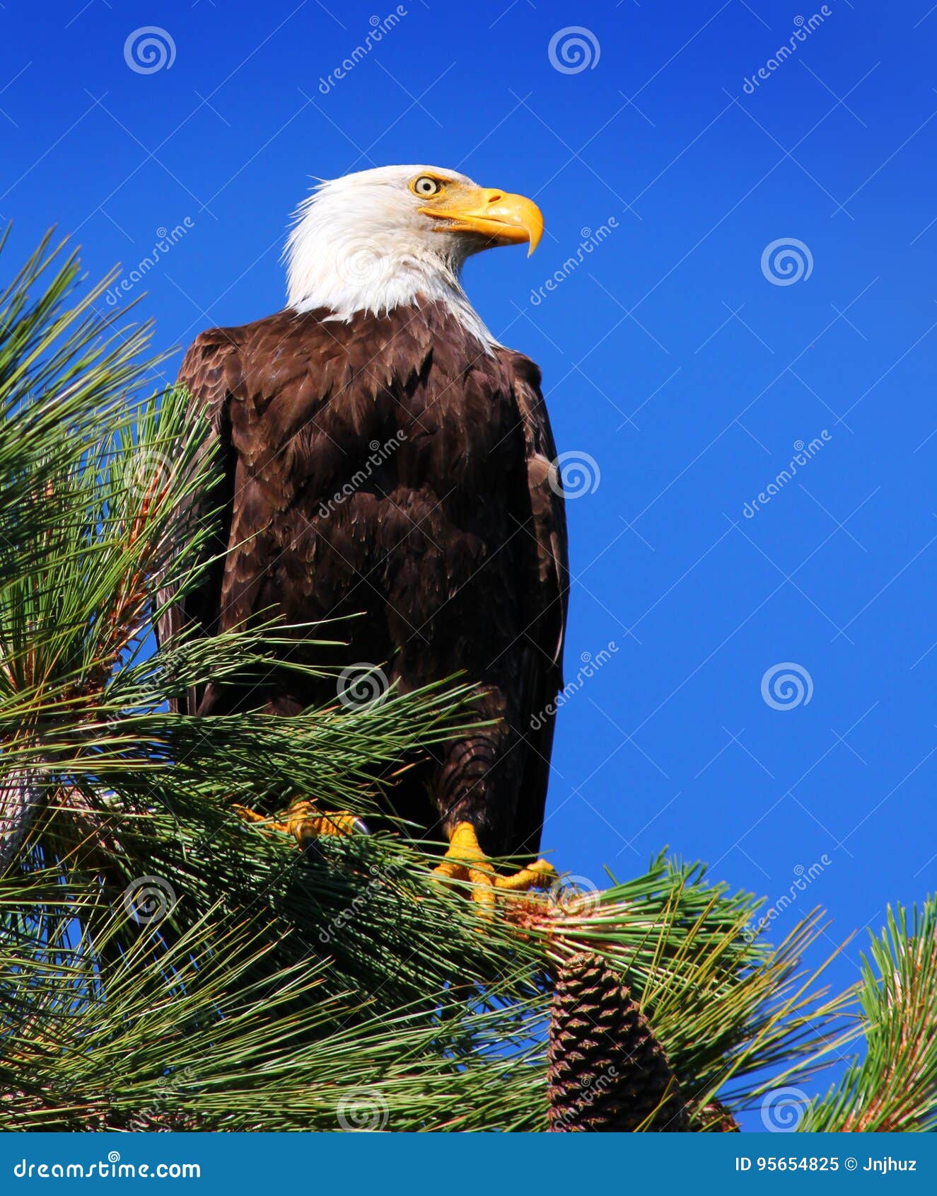 Bald Eagle in a Pine Tree stock image. Image of tahoe - 95654825