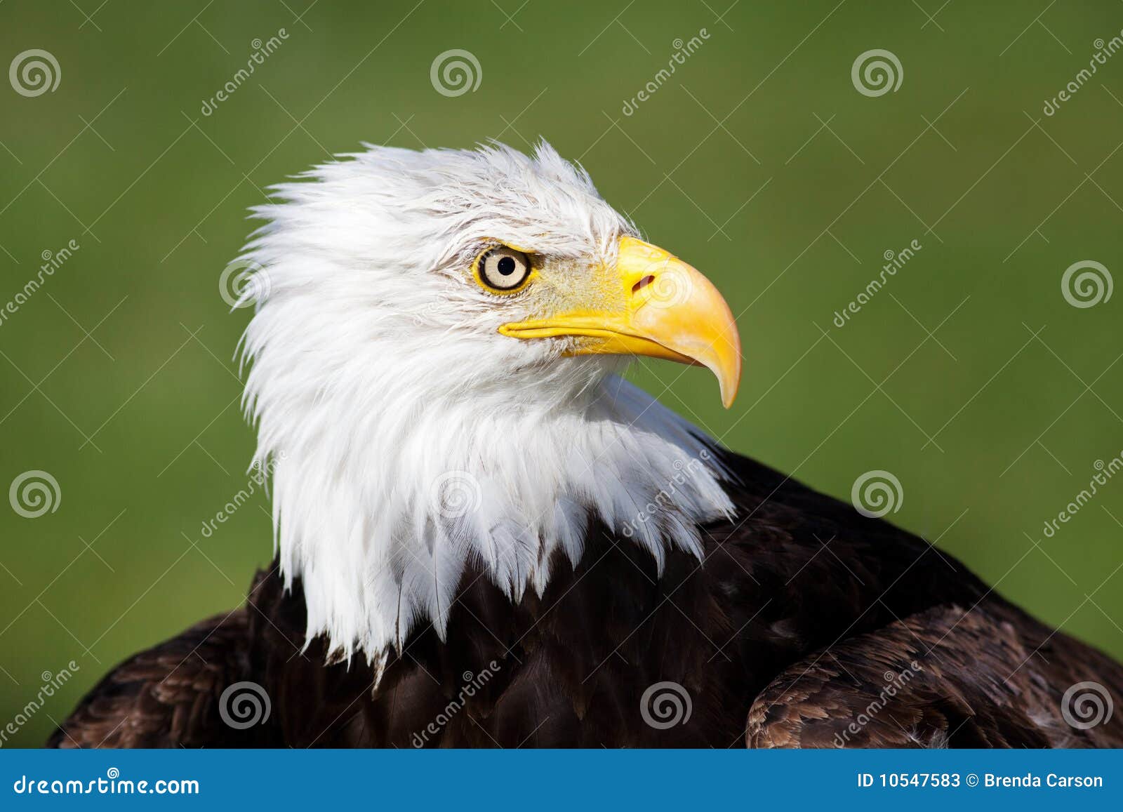Bald Eagle Portrait stock image. Image of america, prey - 10547583
