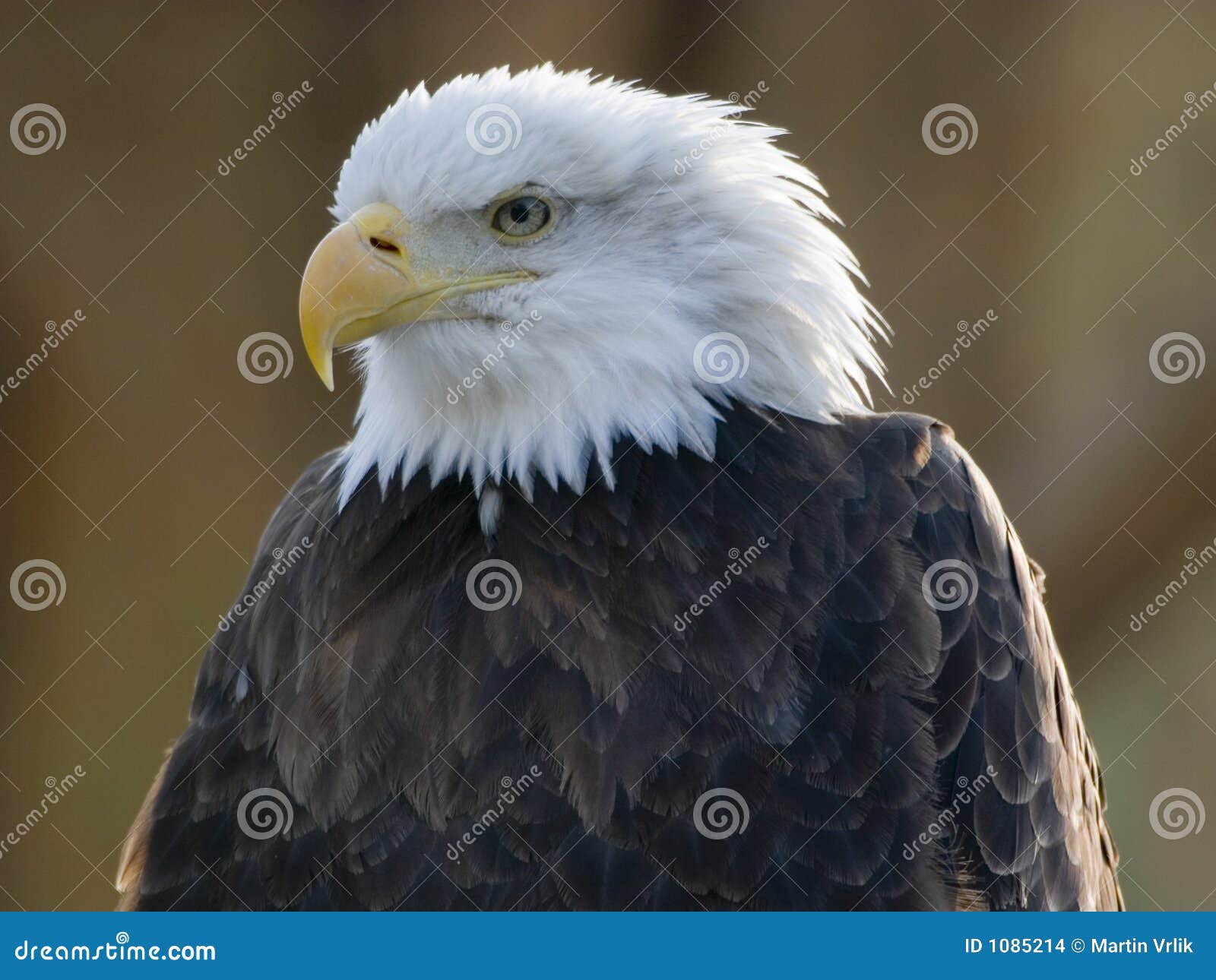 Bald eagle portrait stock photo. Image of beak, wild, bald - 1085214