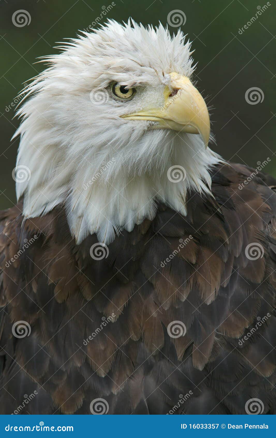 Bald Eagle Portrait stock image. Image of bird, fierce - 16033357