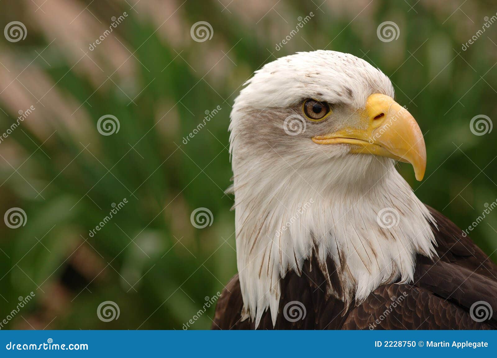 Bald Eagle Portrait stock photo. Image of isolated, feathers - 2228750