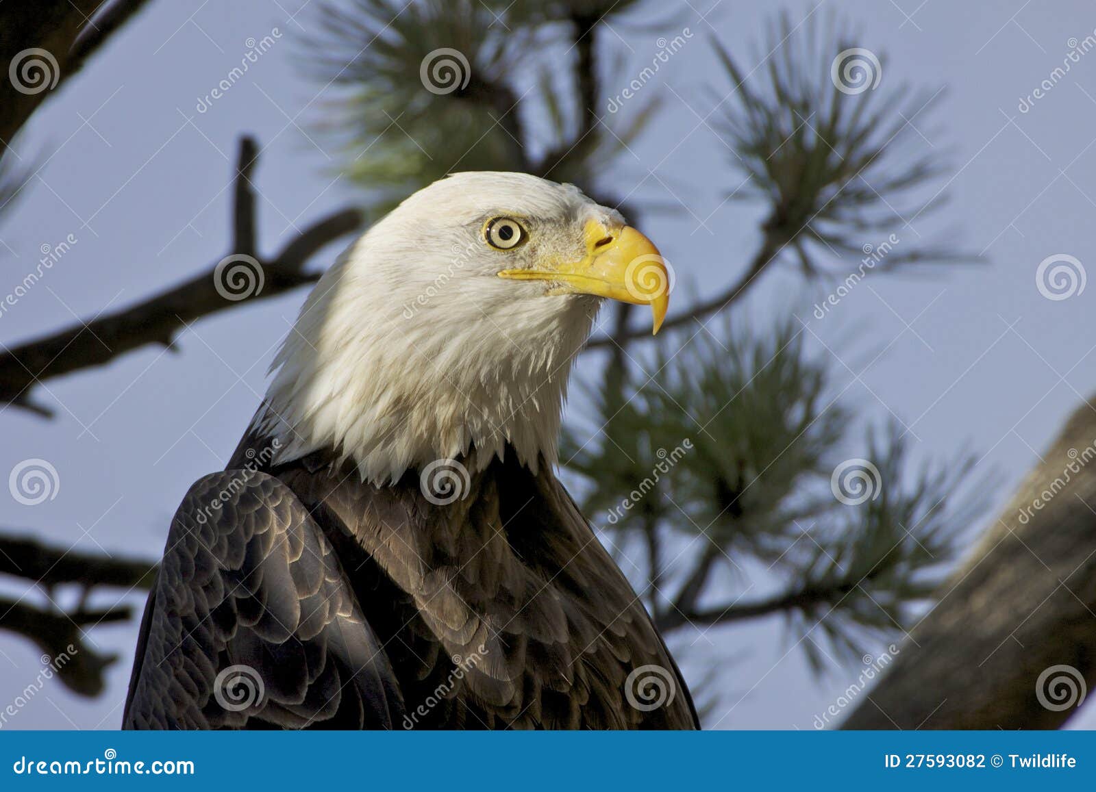 Bald Eagle Portrait stock photo. Image of bald, strength - 27593082