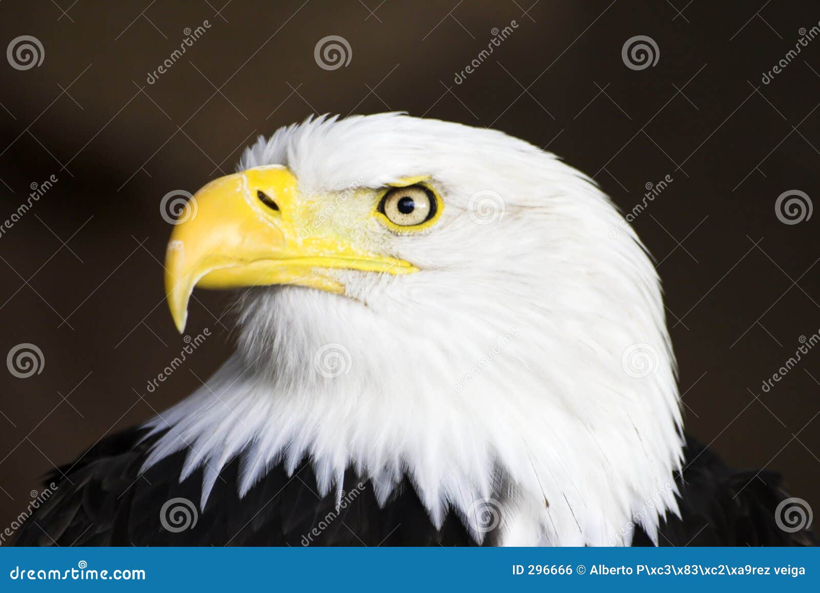 Bald eagle portrait stock photo. Image of bird, america - 296666