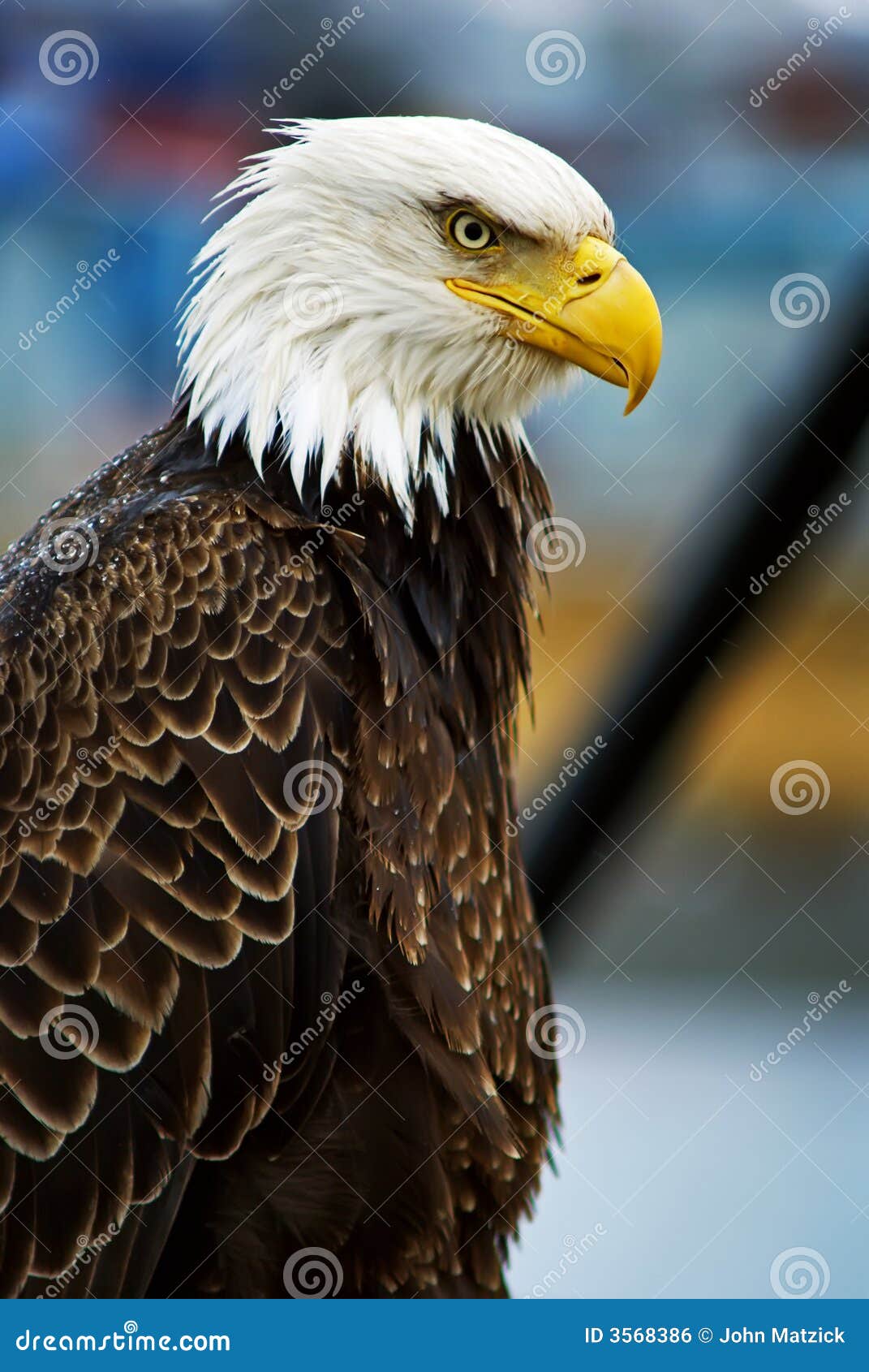 Bald Eagle Portrait stock photo. Image of majestic, plumage - 3568386