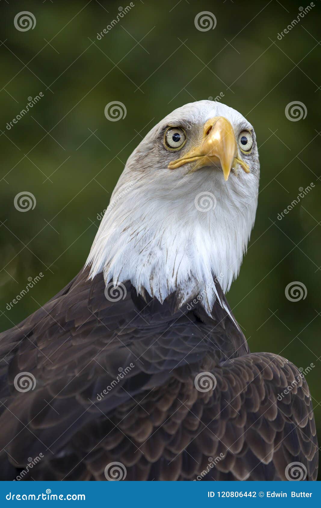 Bald Eagle portrait stock photo. Image of brown, america - 120806442