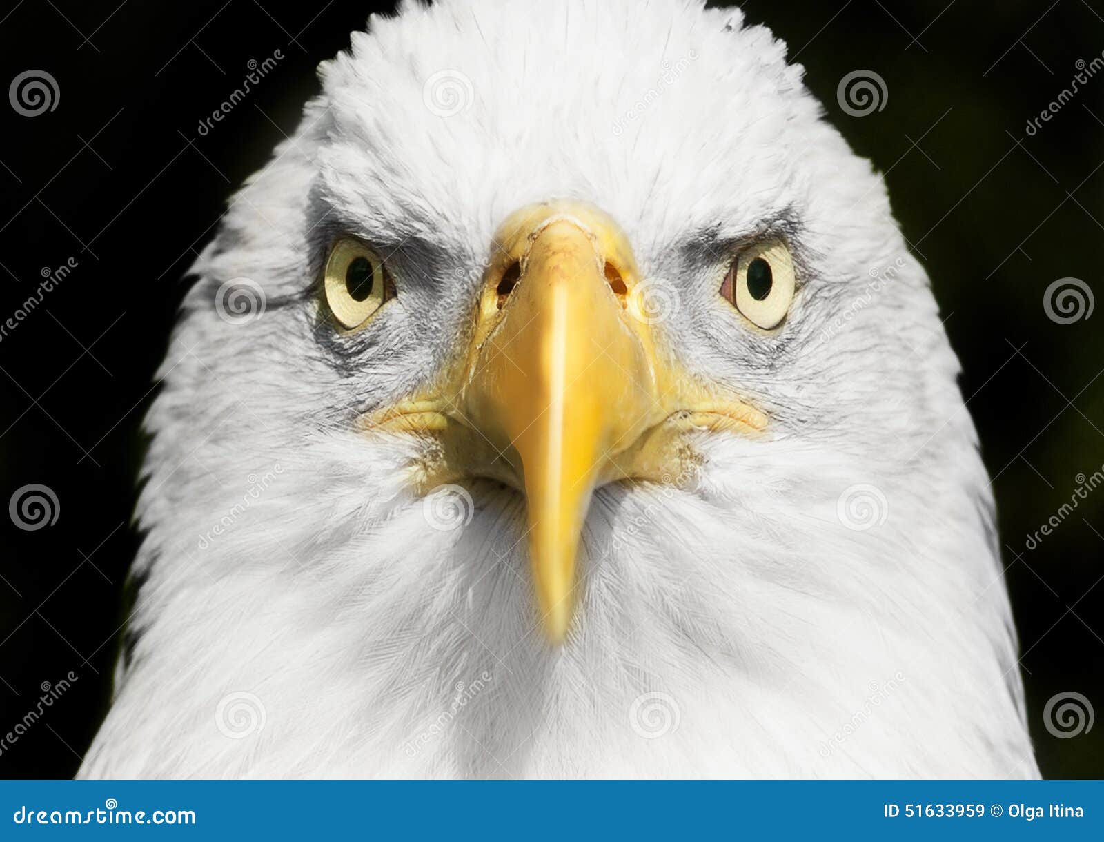 Bald Eagle Portrait Close Up with Focus on Eyes Stock Image - Image of ...