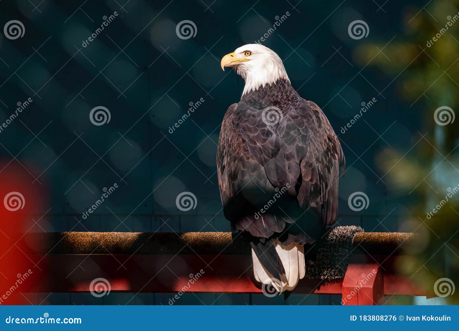 Bald Eagle Portrait Close Up from the Side Stock Photo - Image of ...