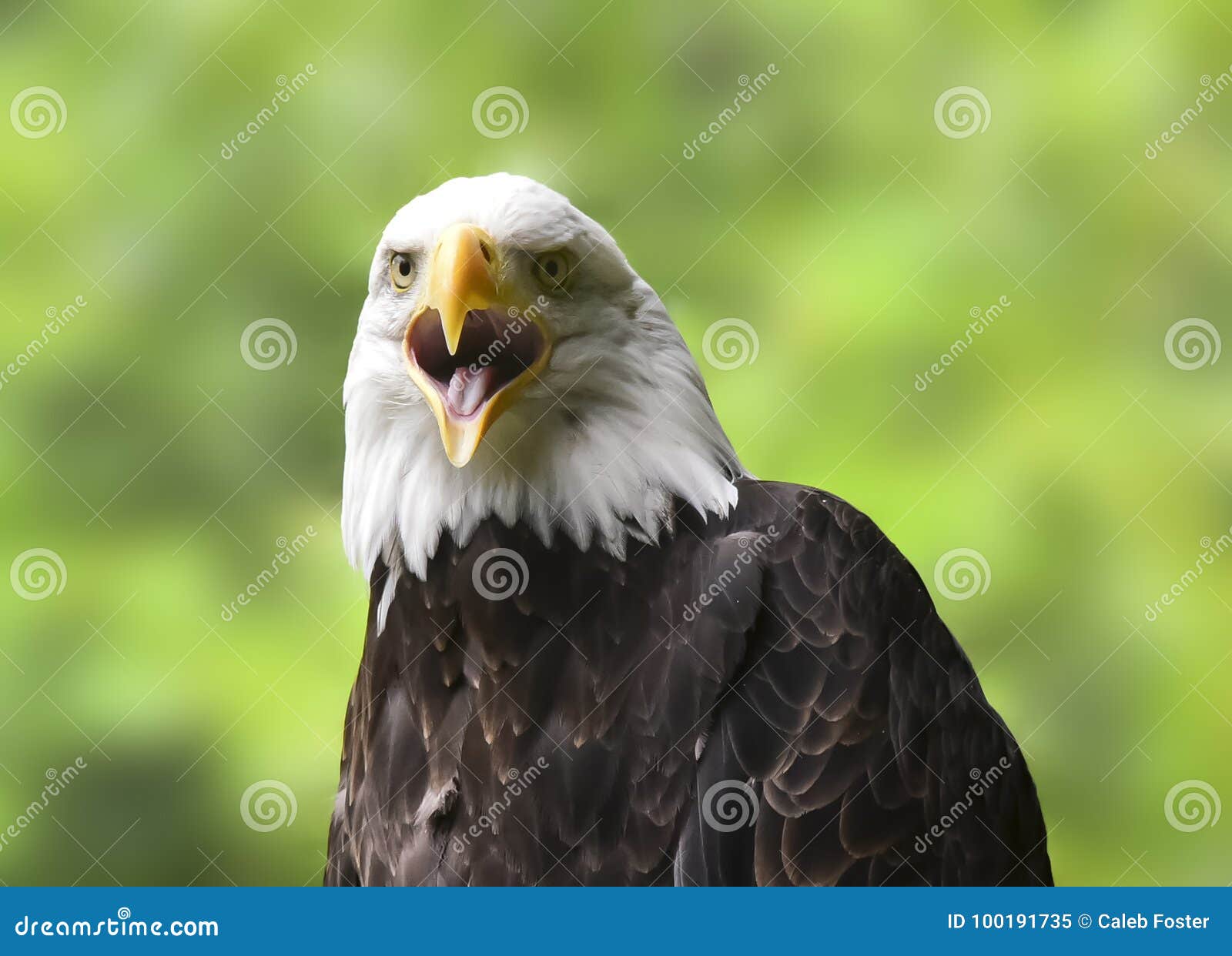 Bald Eagle portrait stock image. Image of closeup, majestic - 100191735