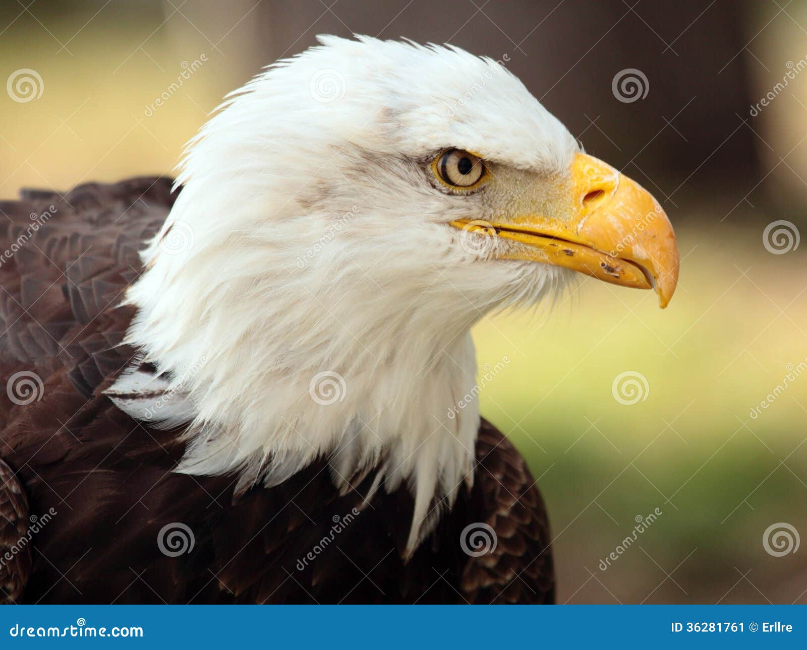 Bald eagle portrait stock image. Image of majestic, plumage - 36281761