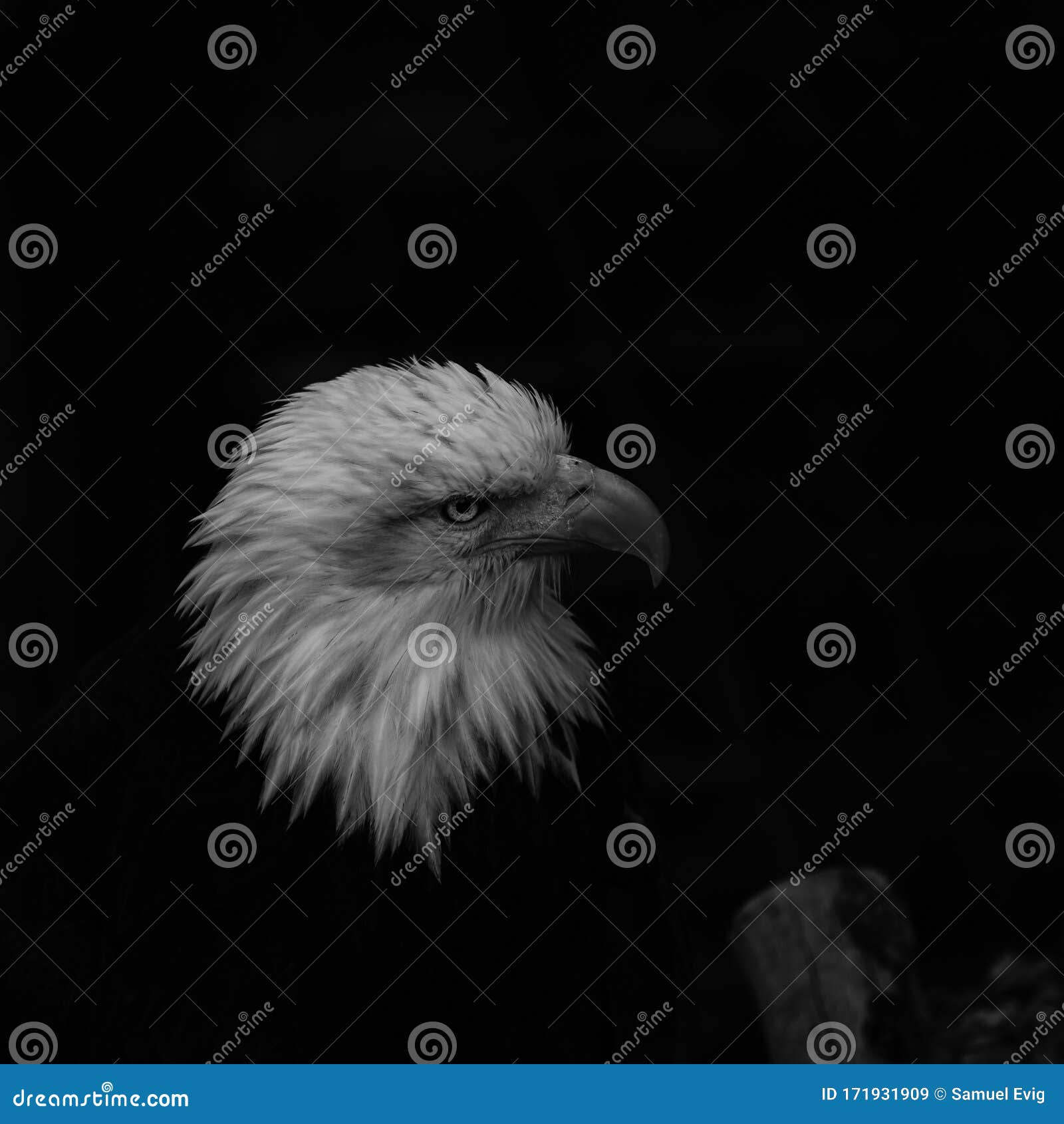 Bald Eagle Portrait in Greyscale Stock Image - Image of greyscale, bald ...