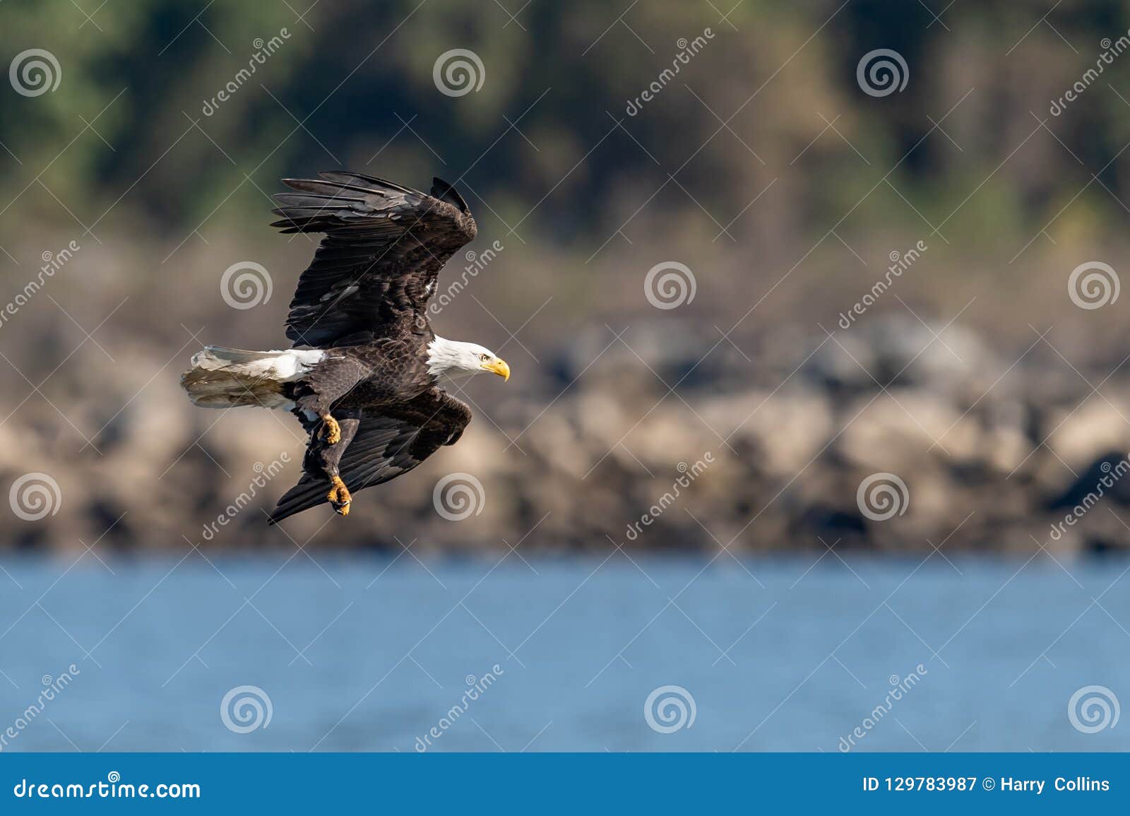 Bald Eagle Portrait stock image. Image of portrait, eagle - 129783987