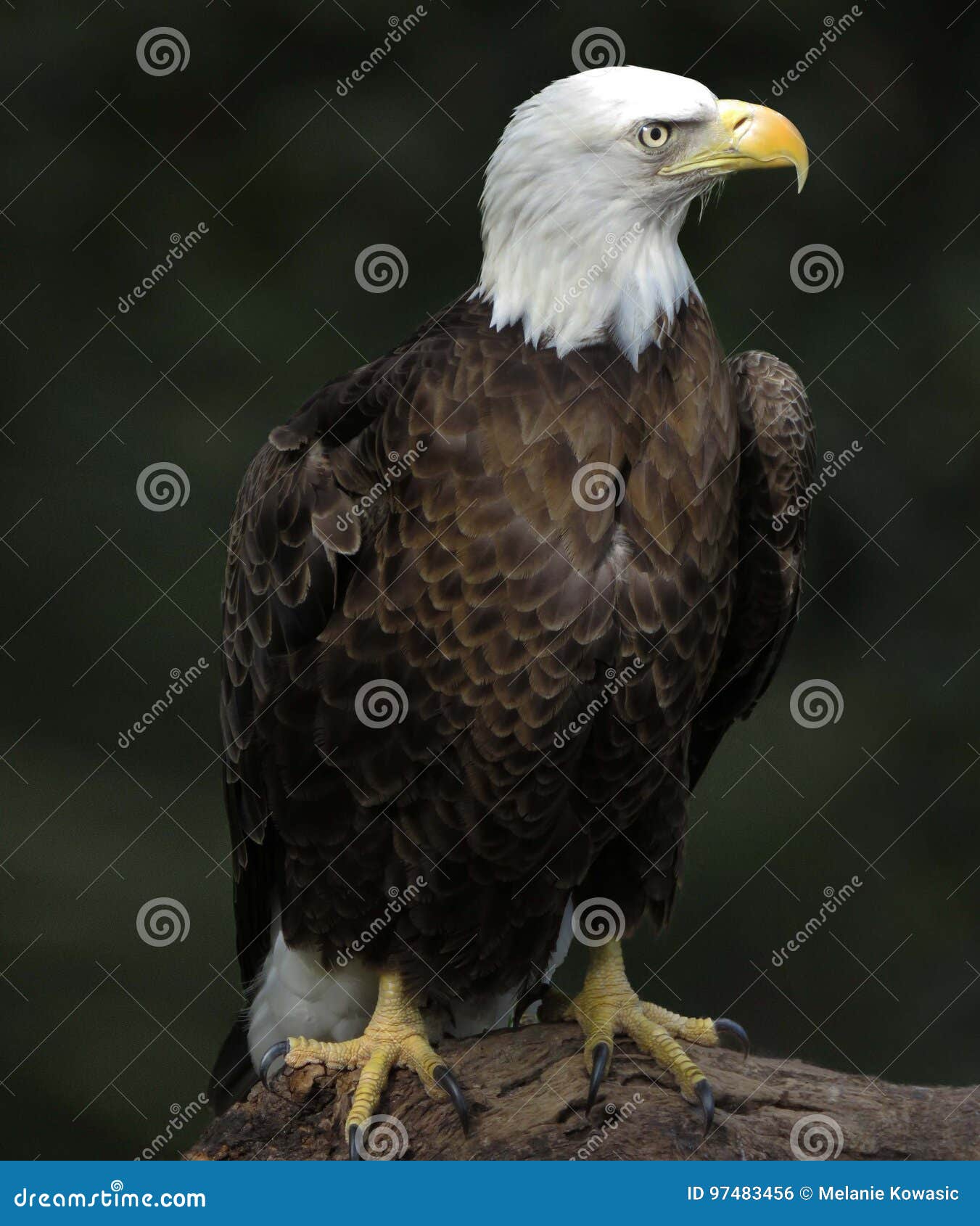 Bald Eagle portrait stock photo. Image of states, prey - 97483456