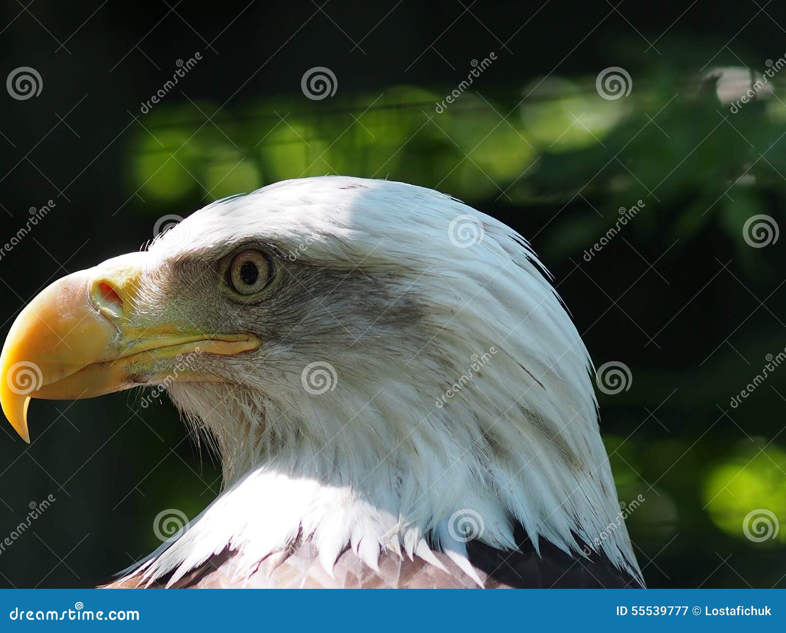 Bald Eagle stock image. Image of fliers, eyesight, prey - 55539777
