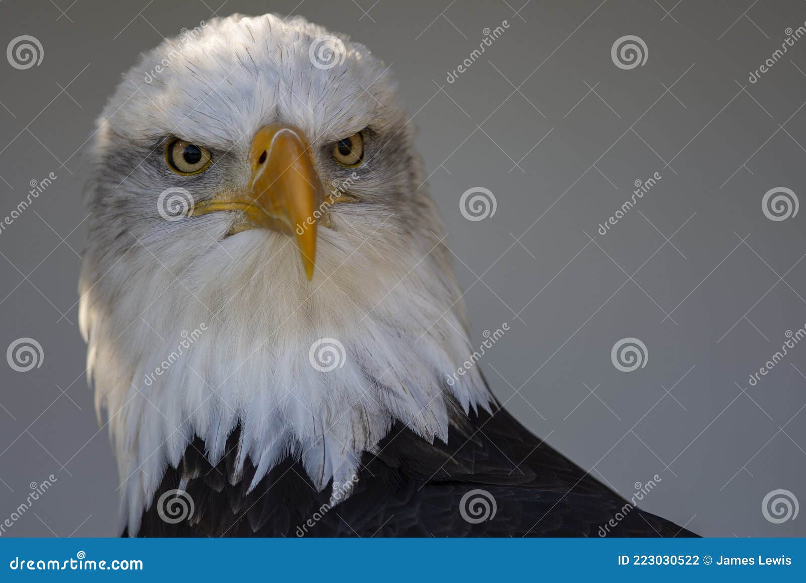 Bald Eagle Portrait stock photo. Image of majestic, head - 223030522