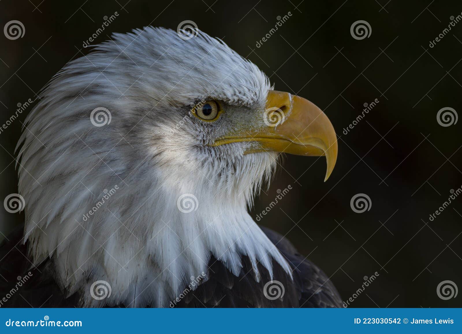 Bald Eagle Portrait stock photo. Image of face, predator - 223030542
