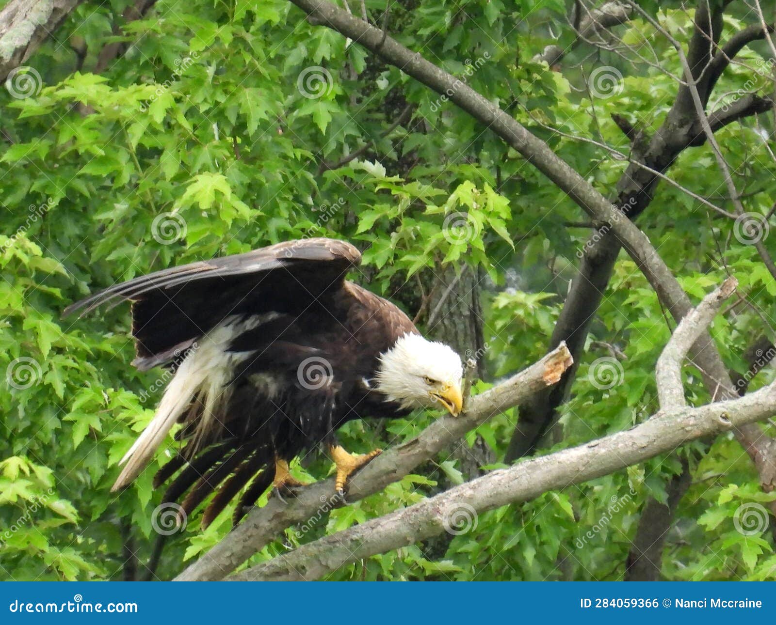 Bald Eagle Preening, Drying Feathers, Cleaning Beak Stock Photo - Image of drying, adult: 284059366