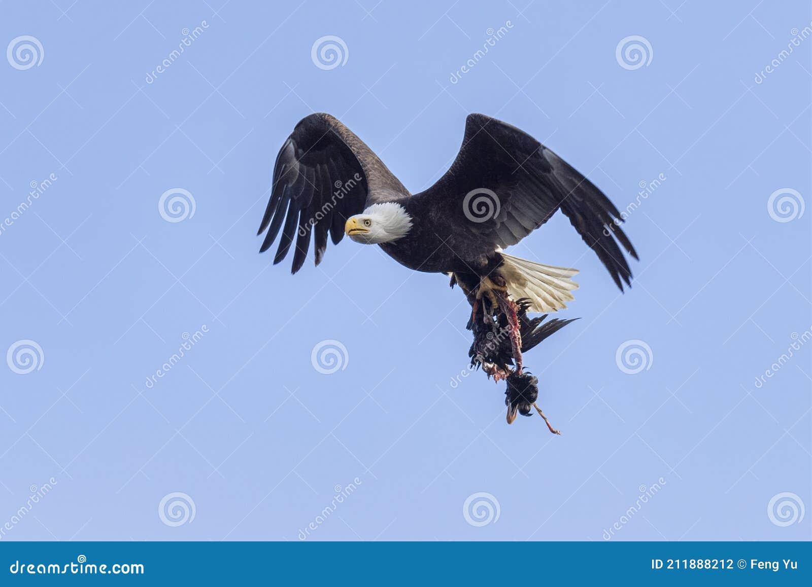 Bald eagle with prey stock photo. Image of vancouver - 211888212