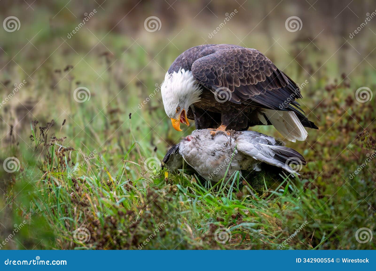 Bald Eagle with Prey in Grassy Field Stock Photo - Image of wildlife ...