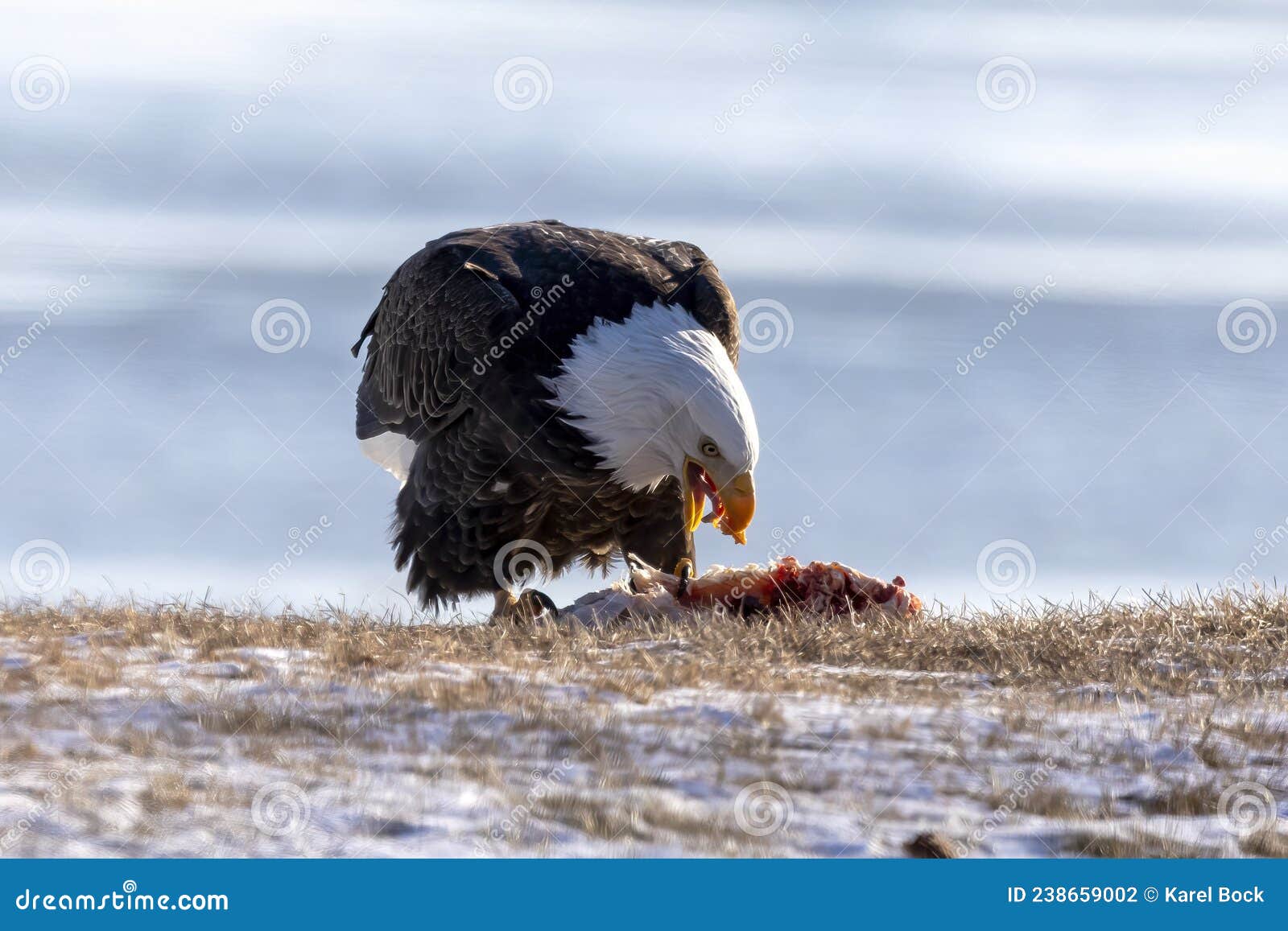 The Bald Eagle with Prey on the Shore of Lake Michigan. Stock Photo ...