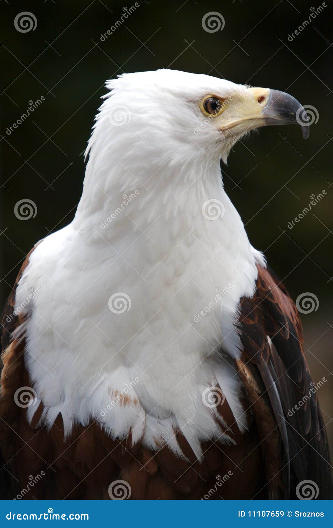 Bald Eagle Profile stock image. Image of white, nature - 11107659