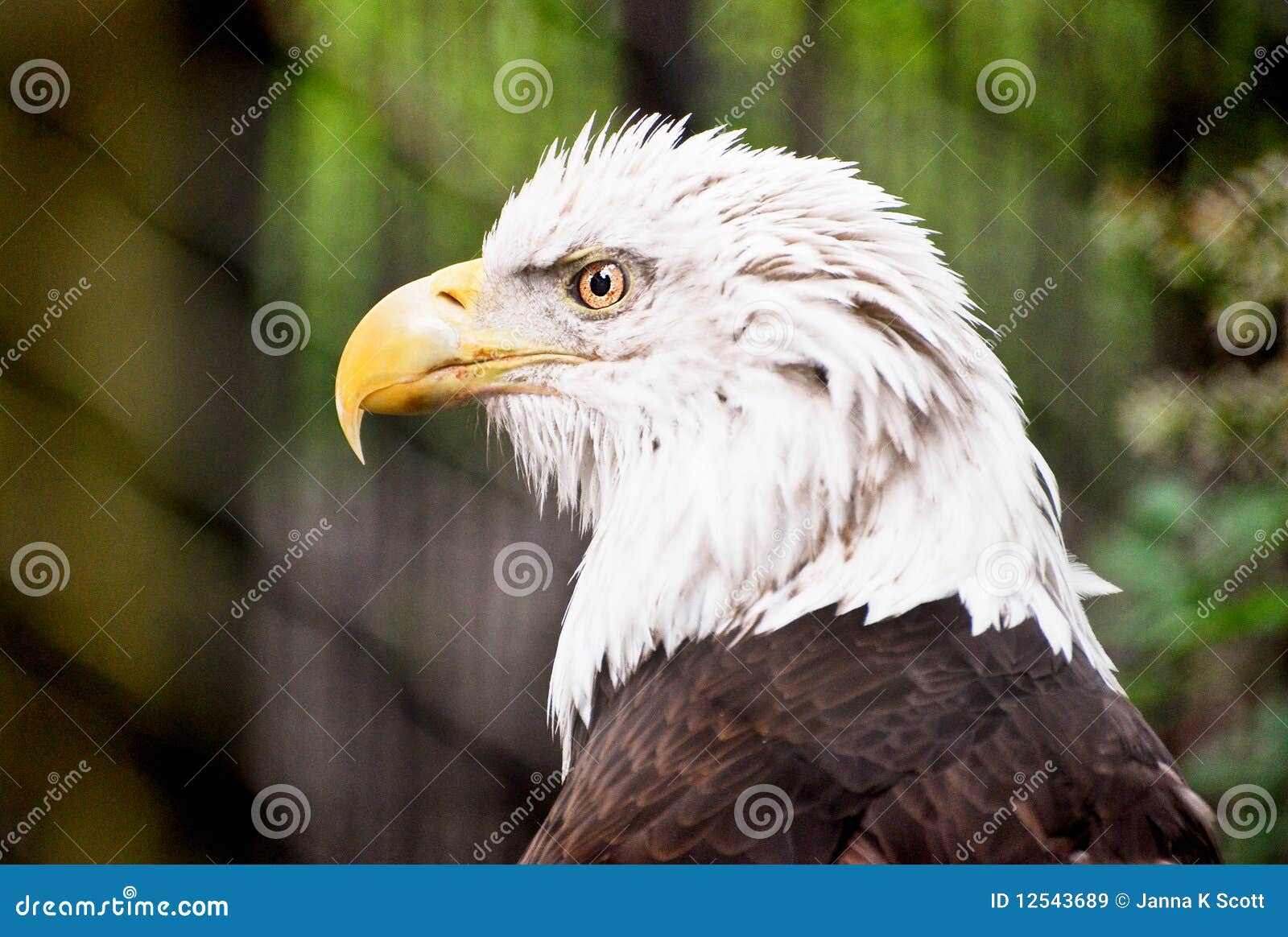 Bald eagle profile stock image. Image of brown, hawk - 12543689