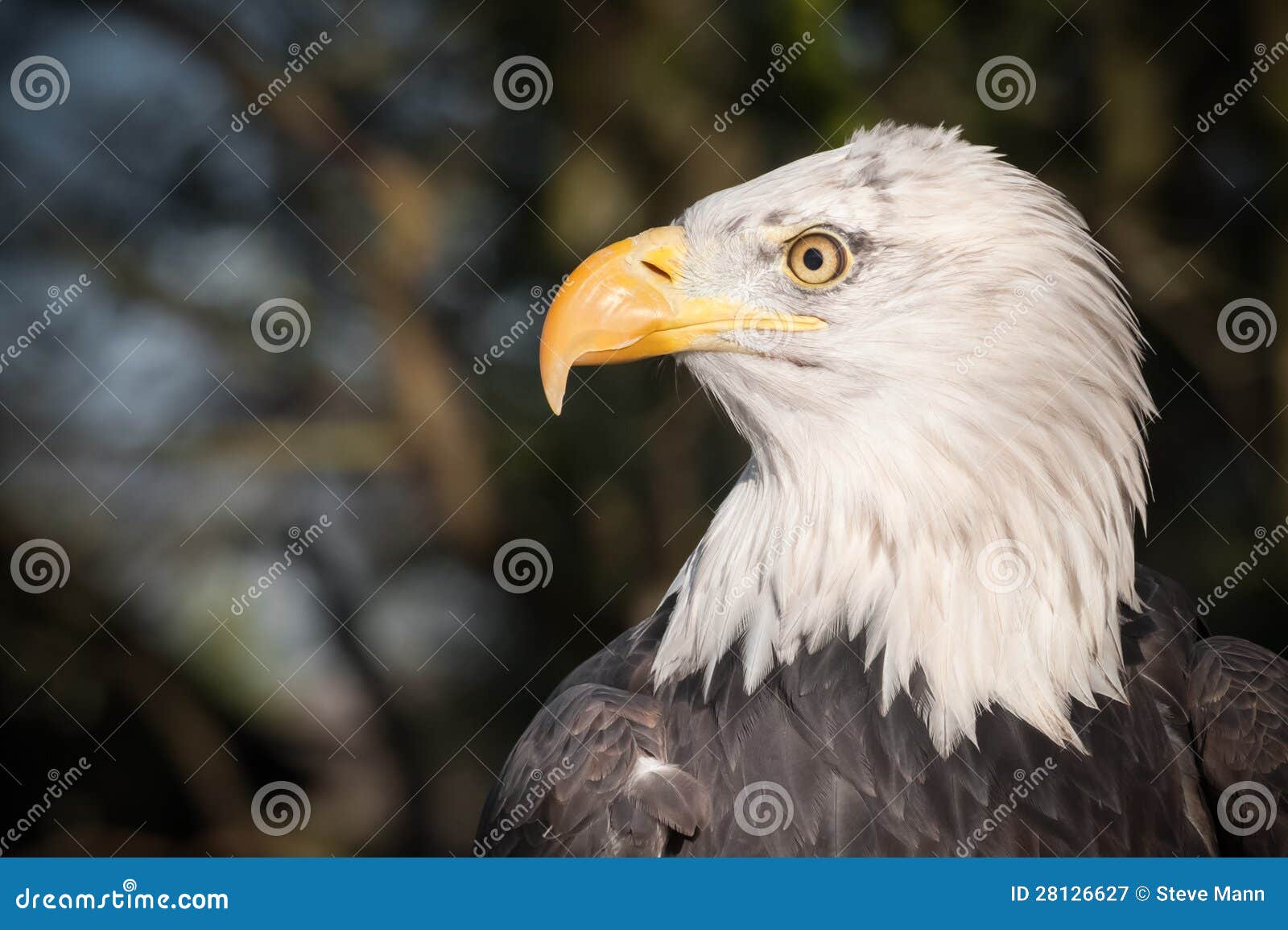 Bald eagle profile stock image. Image of feathers, birds - 28126627