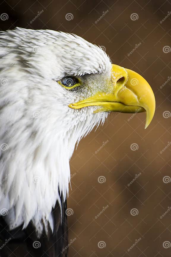 Bald eagle profile stock image. Image of eagle, eyes, sharp - 296619
