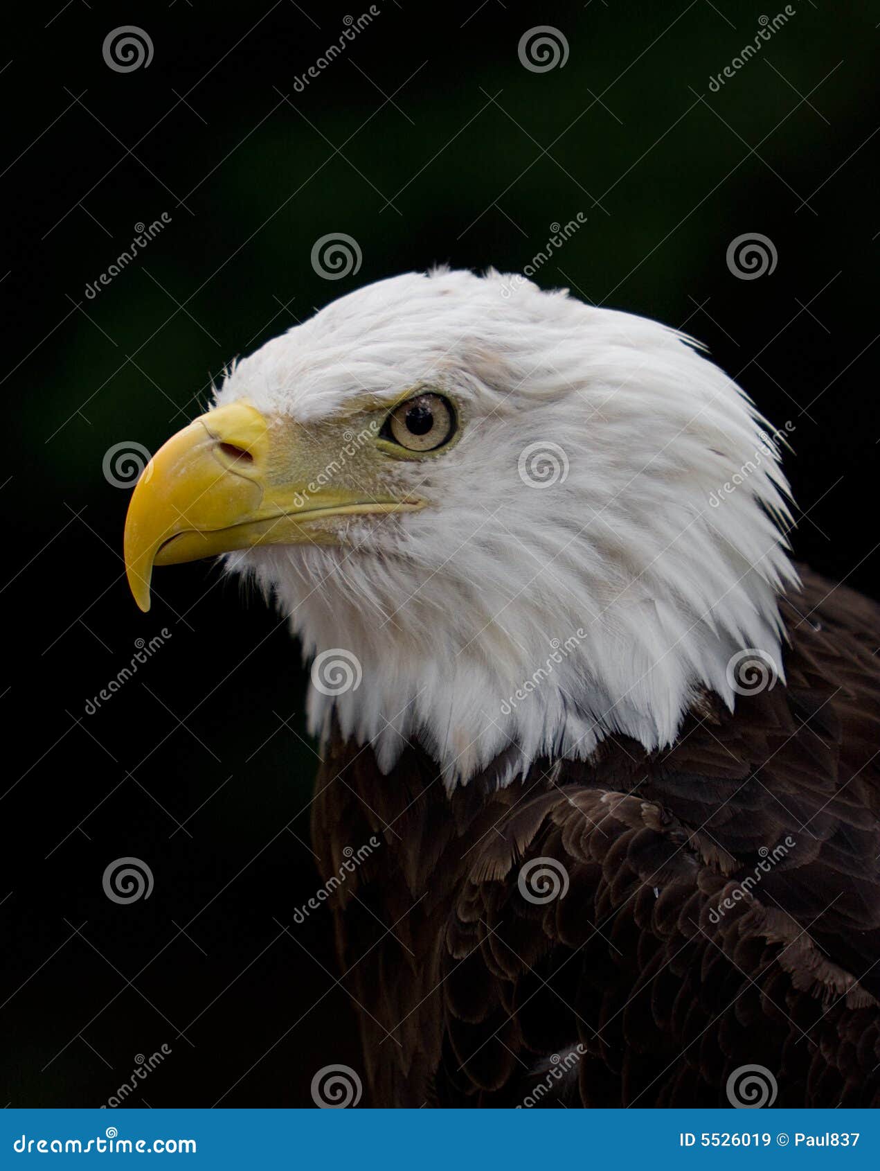 Bald Eagle Profile stock image. Image of portrait, raptor - 5526019