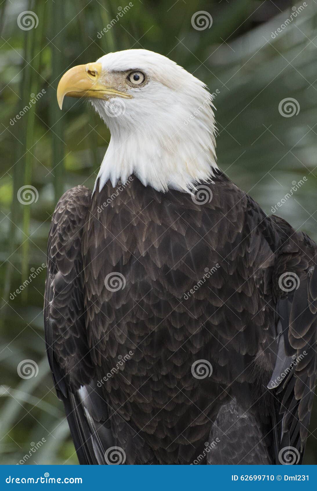 Bald Eagle Profile stock photo. Image of foliage, america - 62699710
