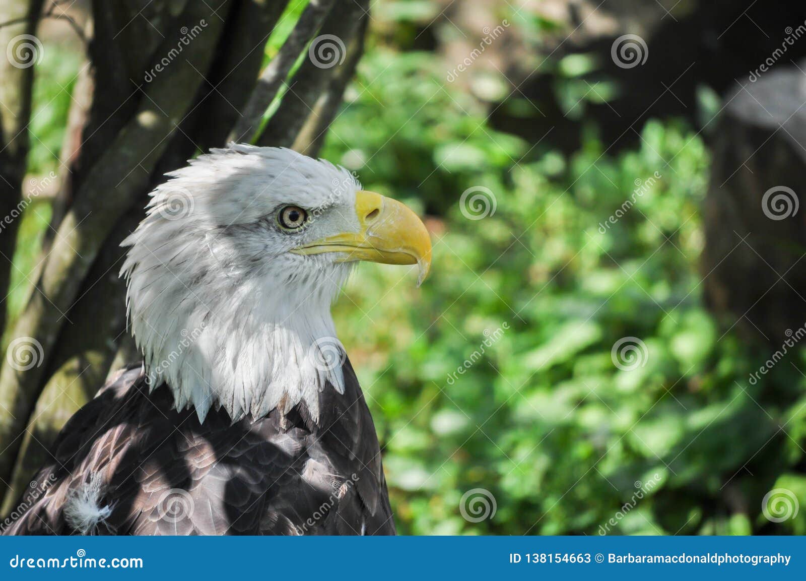 Bald Eagle Profile Closeup stock image. Image of bird - 138154663