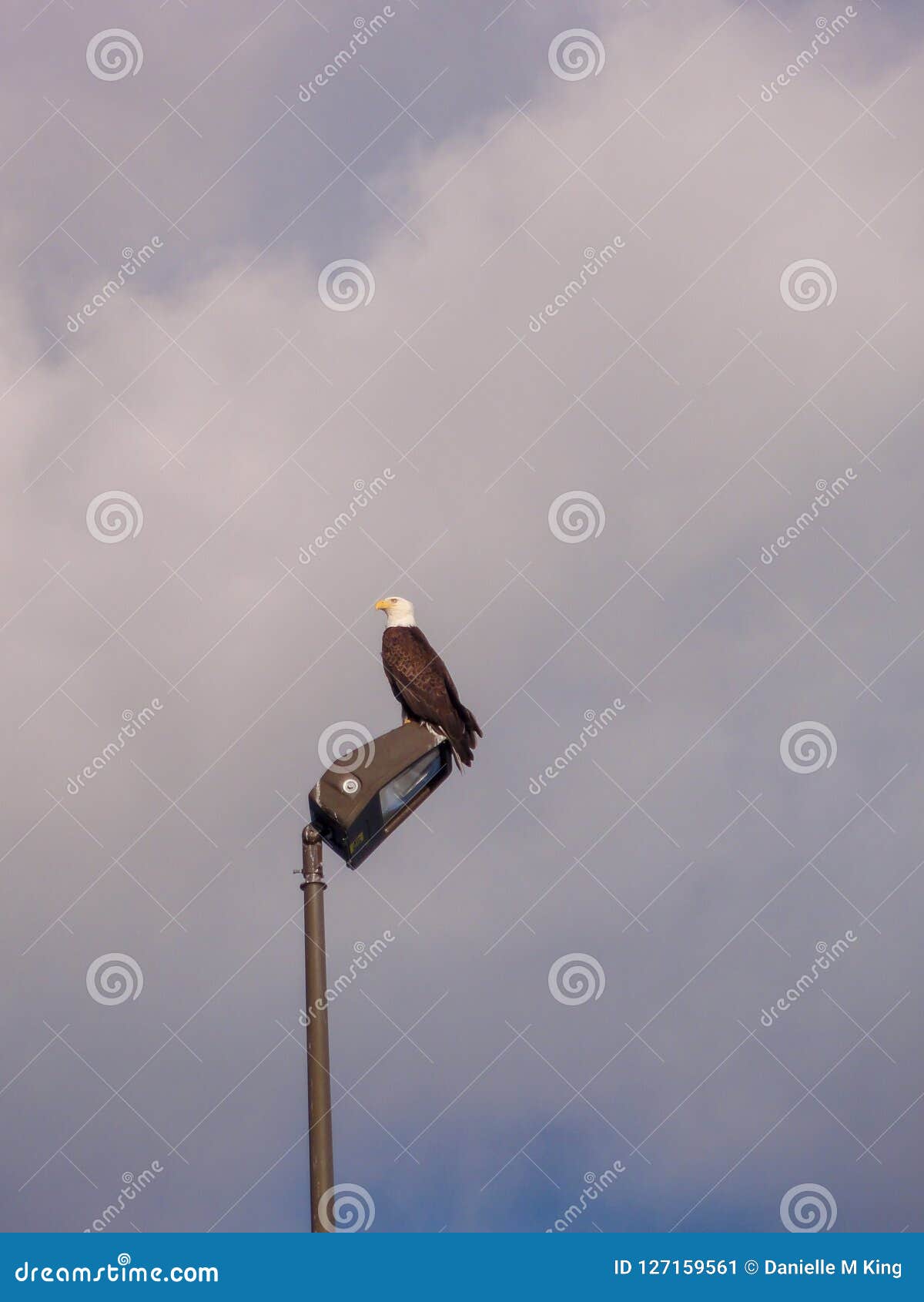 Bald Eagle on Lamp Post stock image. Image of northamerica - 127159561