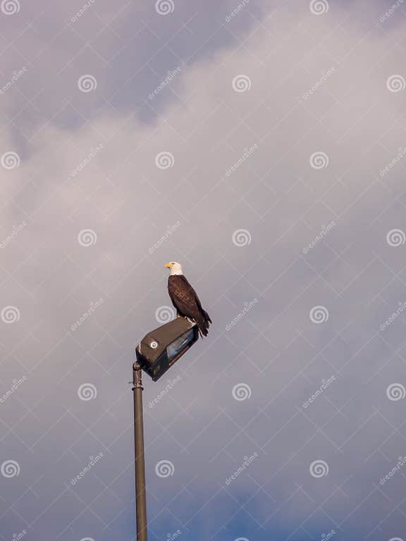 Bald Eagle on Lamp Post stock image. Image of northamerica - 127159561