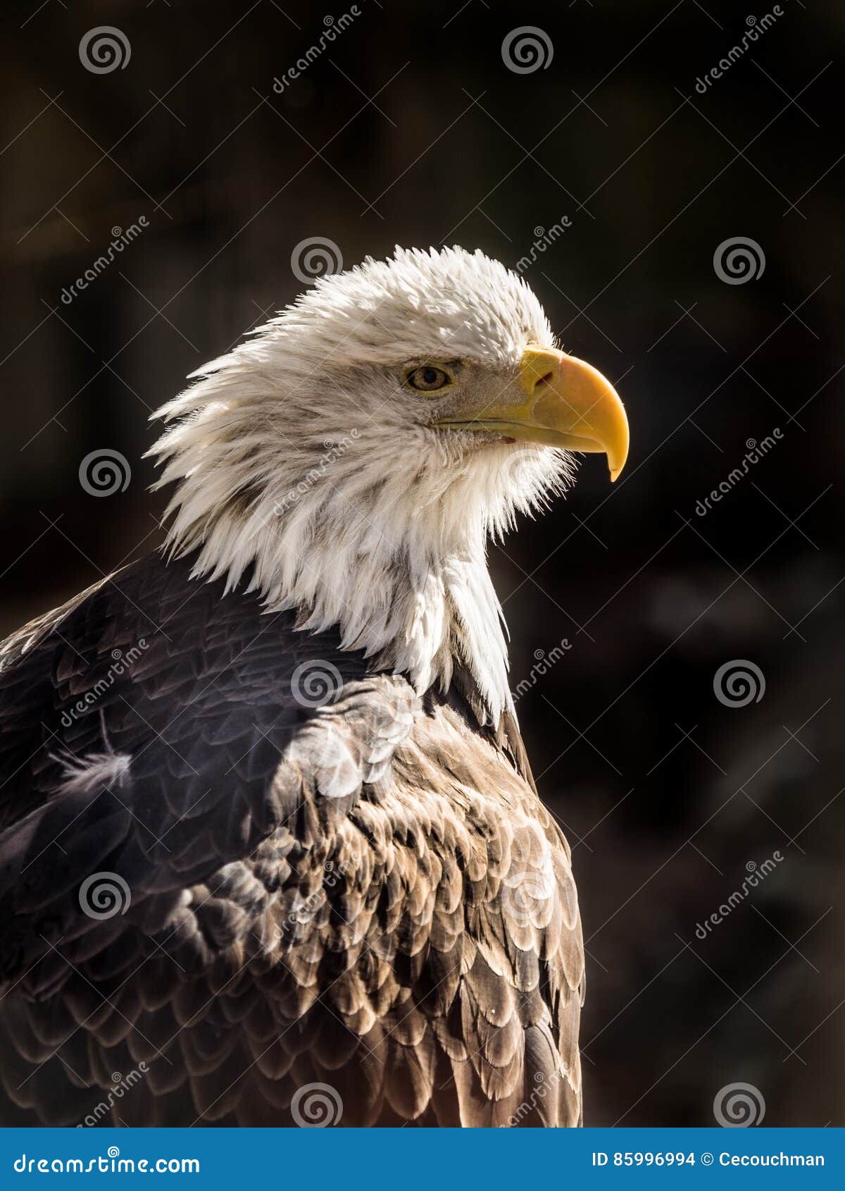 Bald Eagle Profile stock photo. Image of beak, profile - 85996994