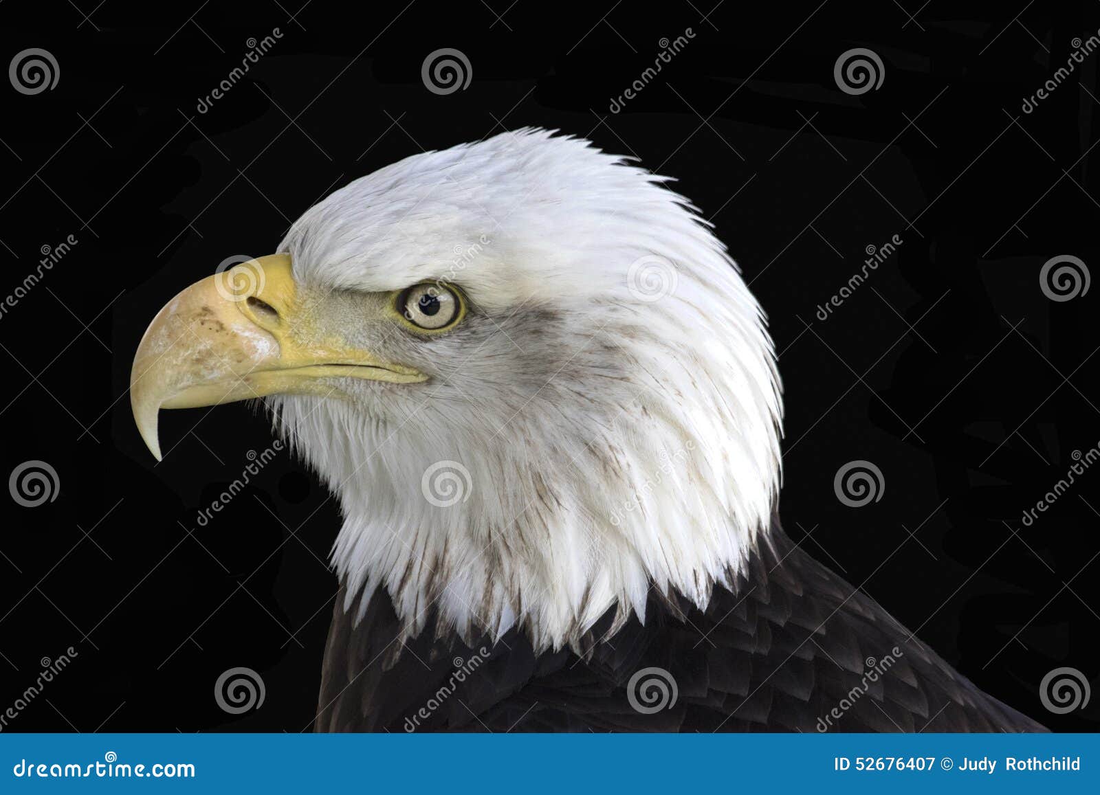 Bald Eagle stock image. Image of isolated, wildlife, head - 52676407