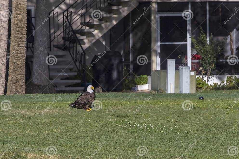 Bald Eagle on a Property Lawn Stock Photo - Image of eagle, wings ...