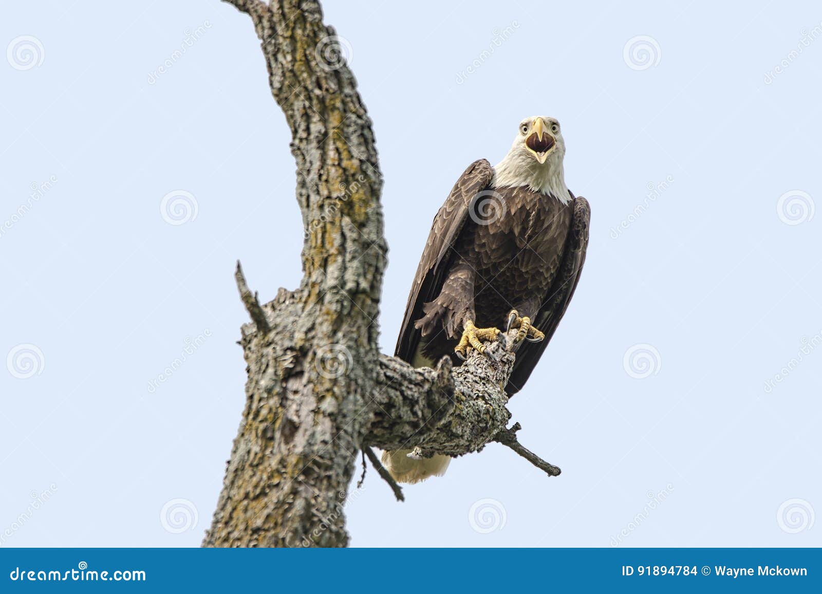 Bald Eagle,raptor,feathers,wildlife,predator,pearched,tree Stock Photo ...