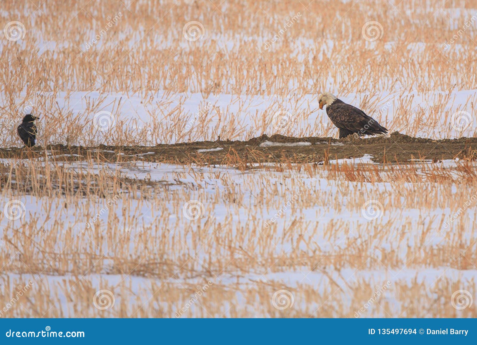 Bald Eagle And Raven Facing Off Stock Photo | CartoonDealer.com #135497694