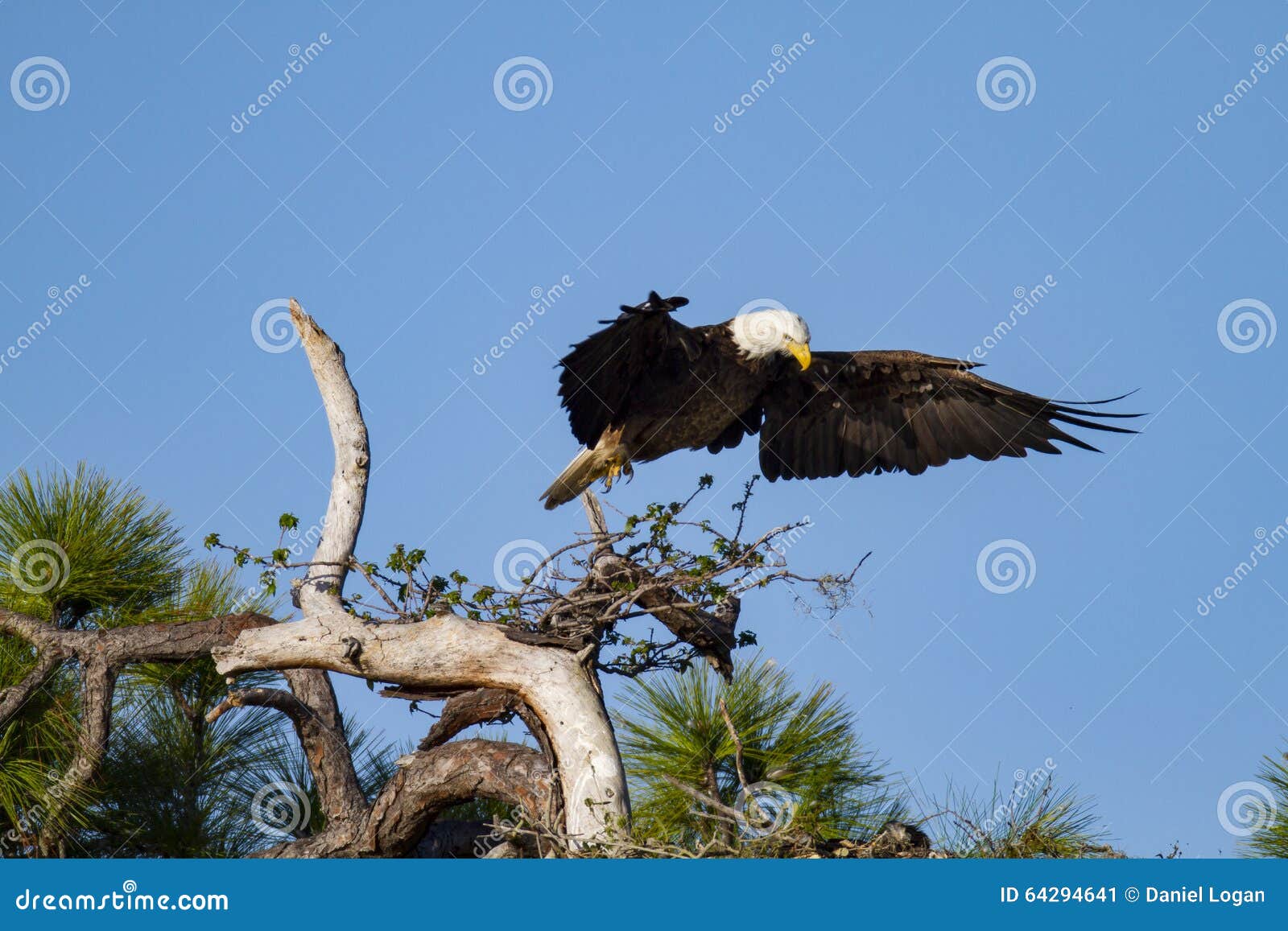 Bald Eagle Rearranging Its Position Stock Image - Image of pete ...