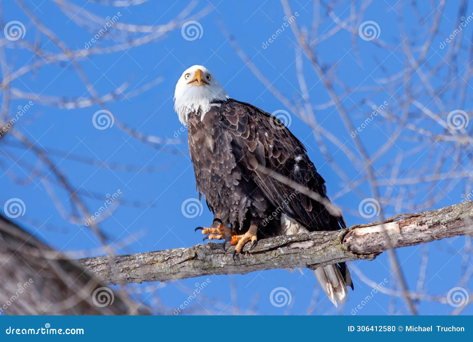 Bald Eagle at Rest in a Barren Tree Stock Photo - Image of naliaeetus ...