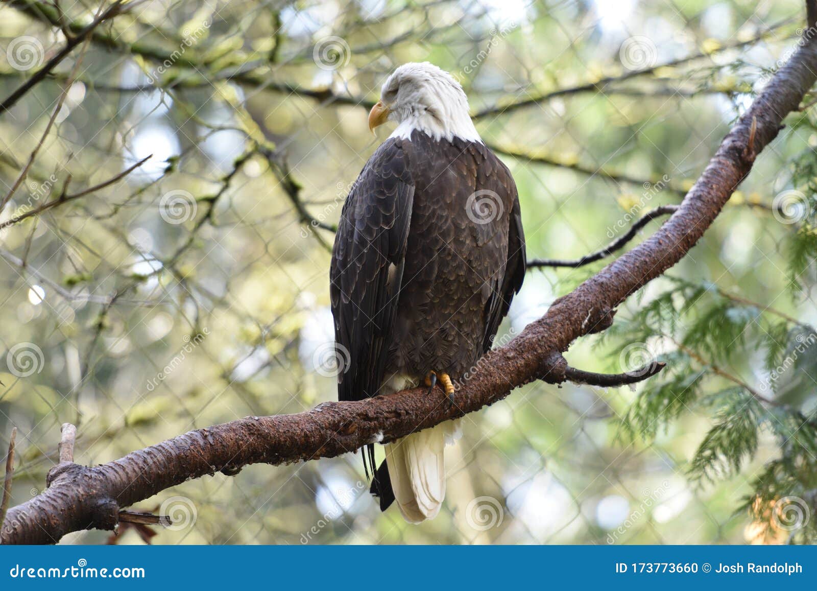 Bald Eagle Resting on a Branch Stock Photo - Image of perched, black ...