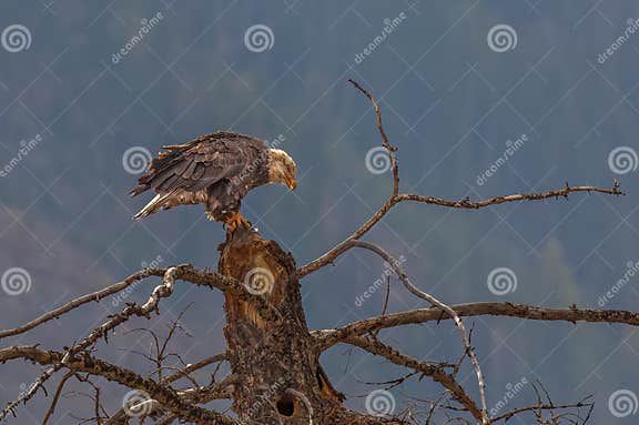 Bald Eagle Resting on Dead Tree Stock Image - Image of mature, colorful ...