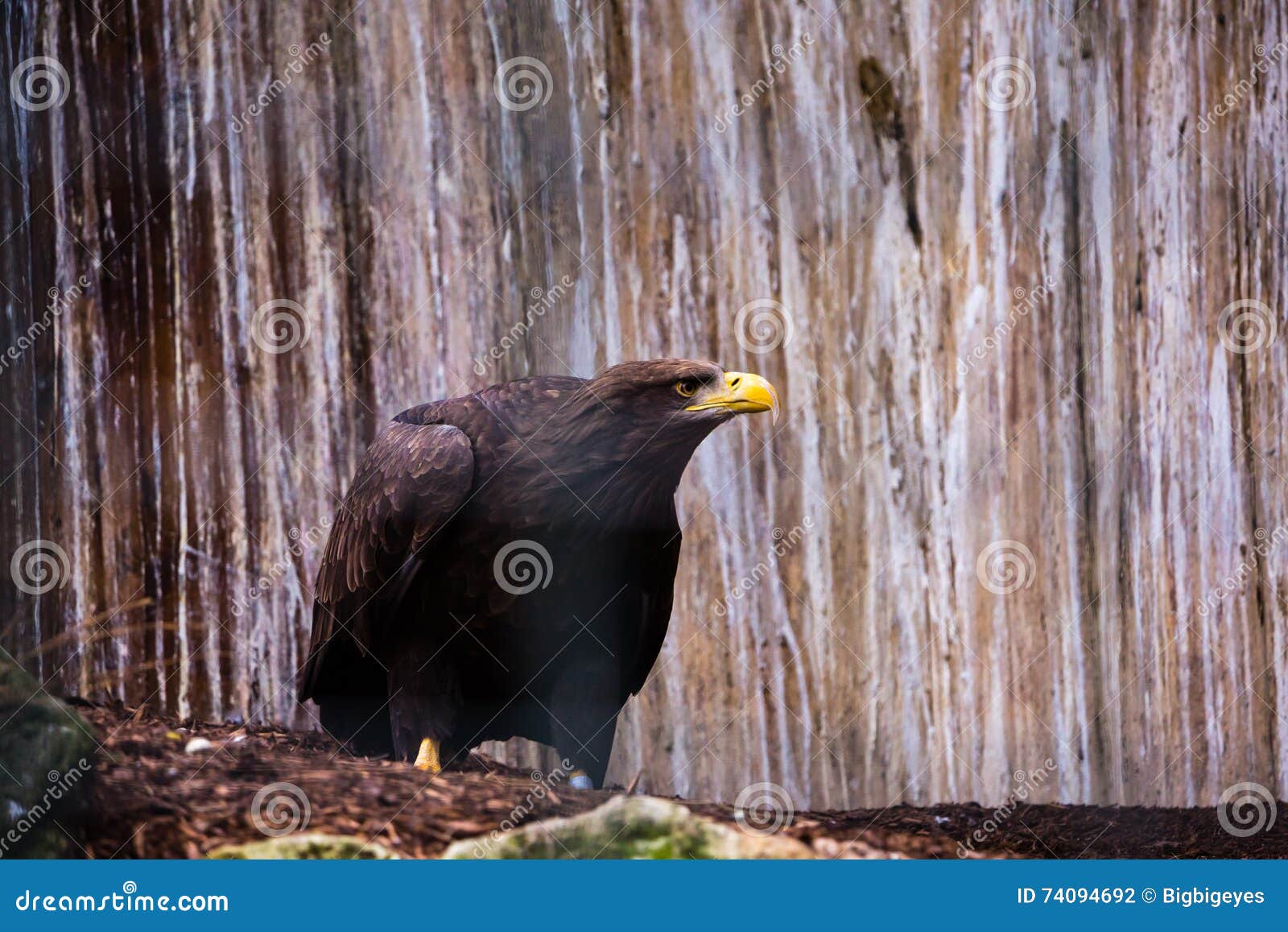 Bald Eagle resting stock photo. Image of sitting, perch - 74094692