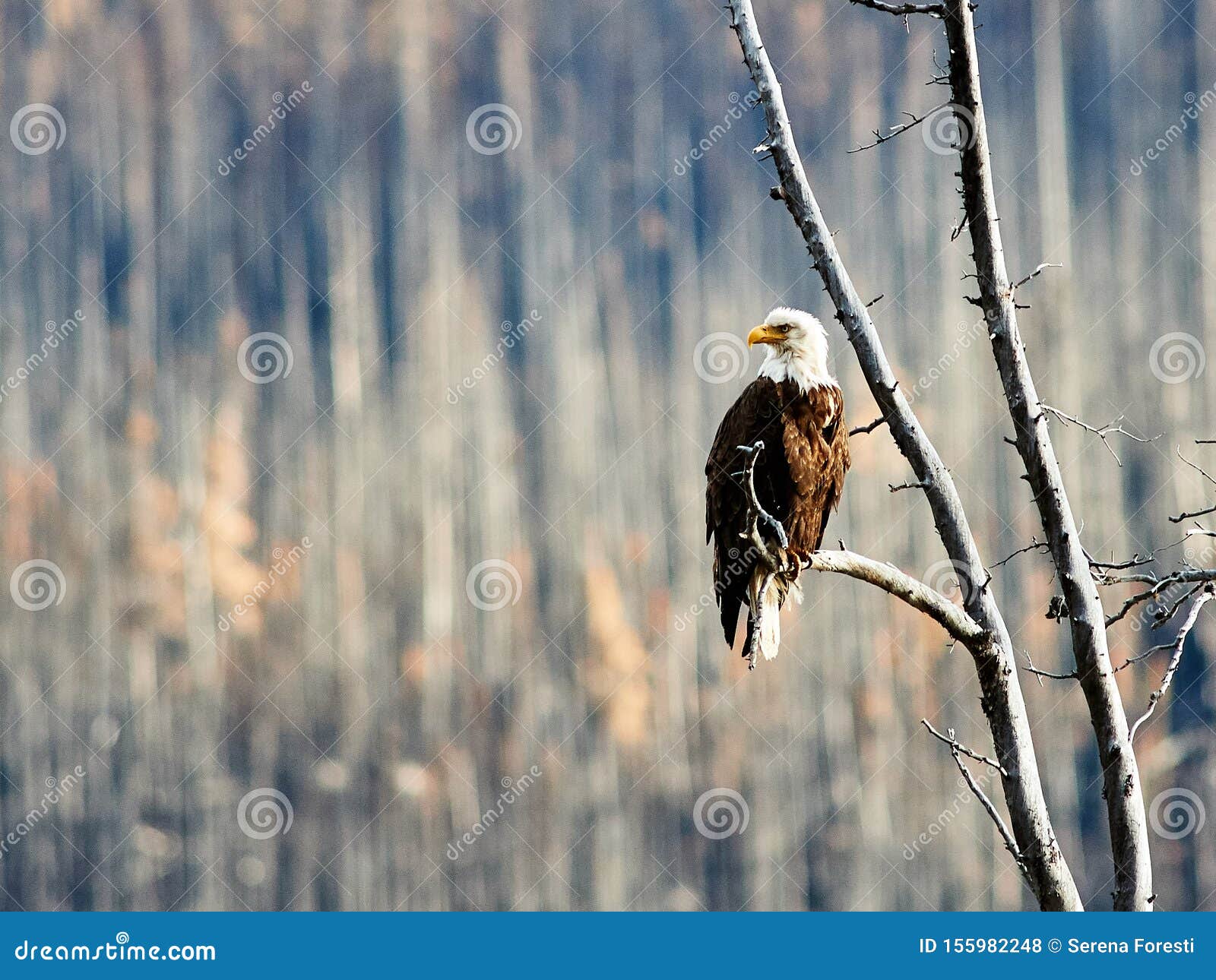Bald Eagle Resting on a Tree Stock Photo - Image of prey, freedom ...